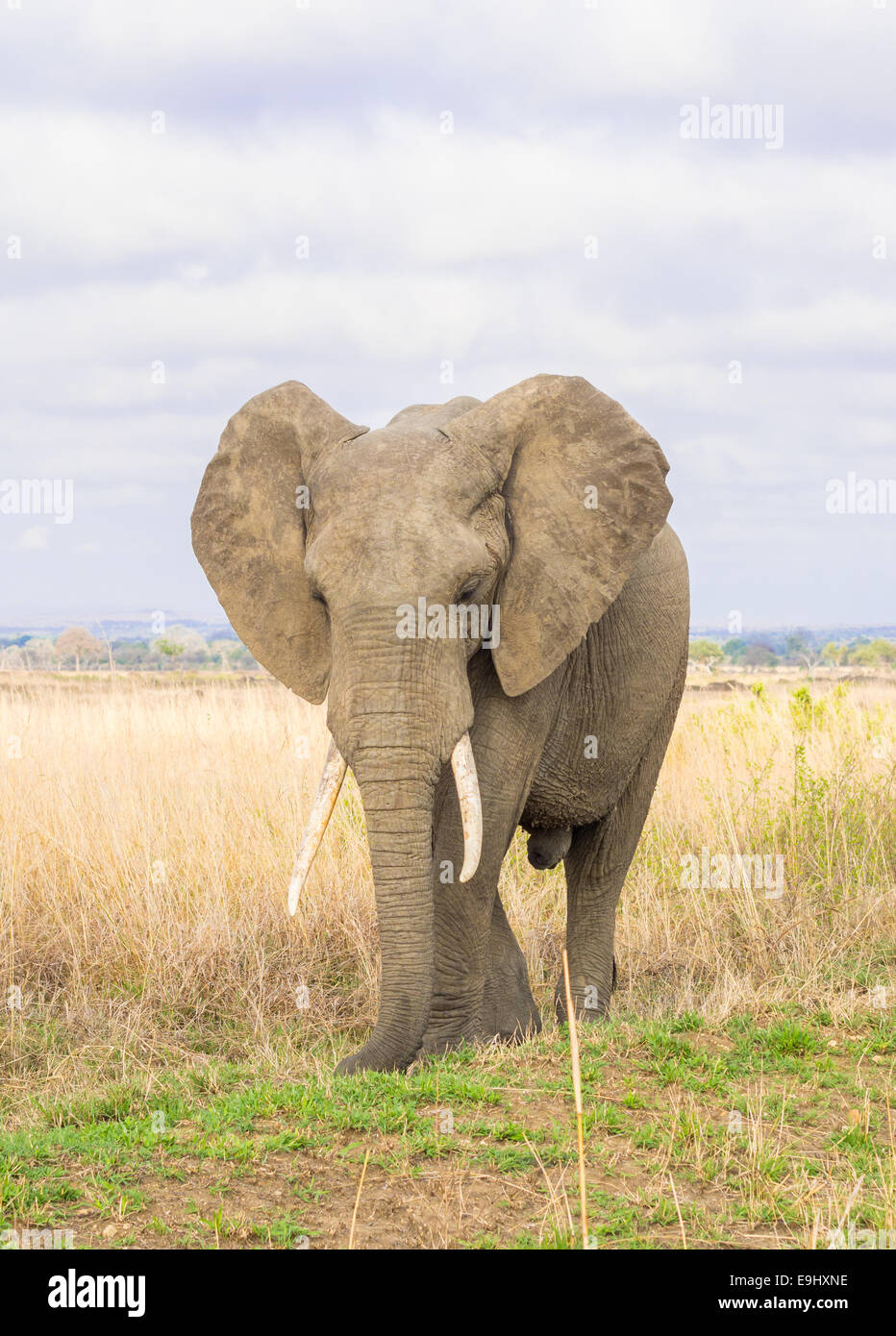 Vertical photo of a big male elephant with canines walks on the savanna ...