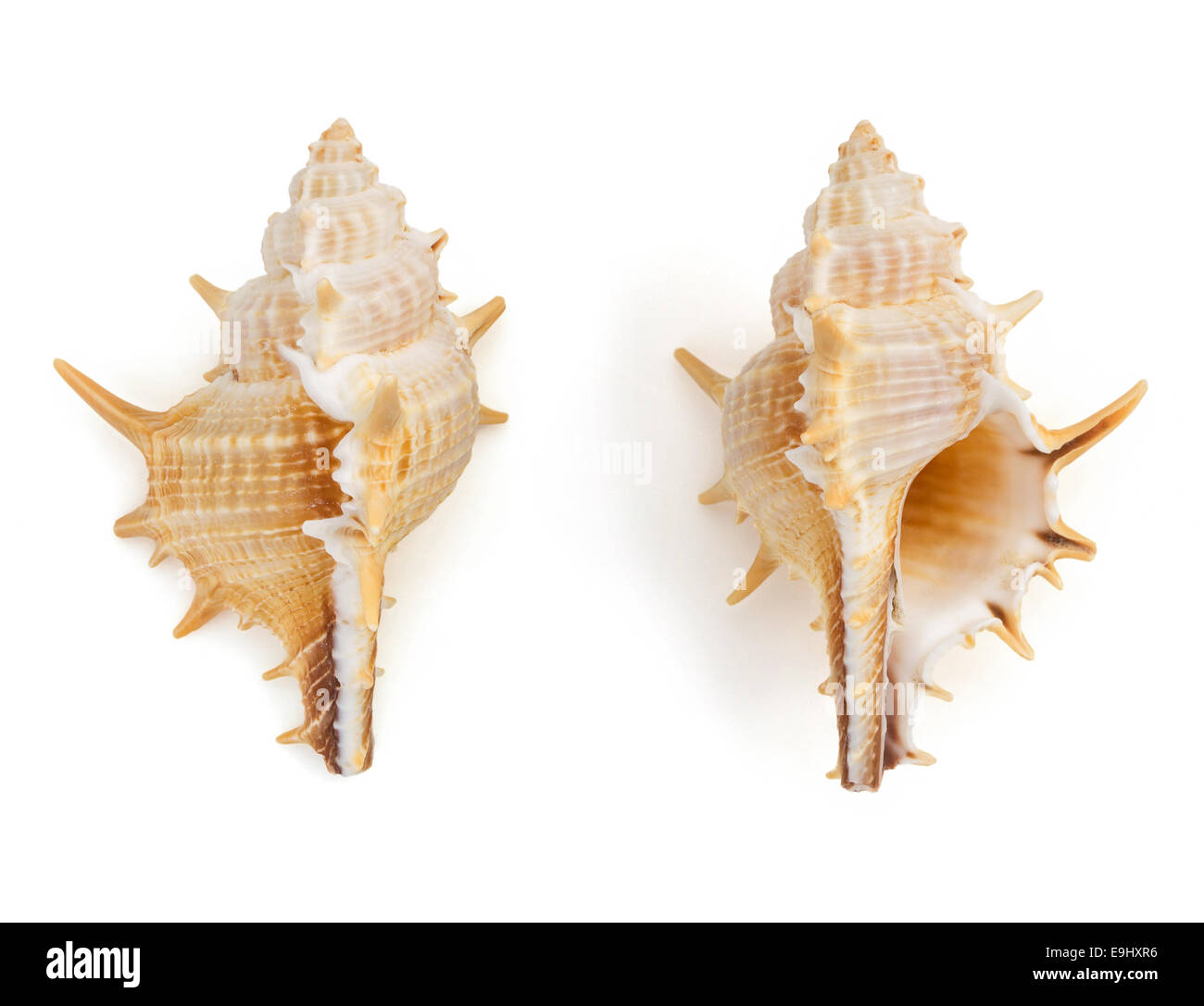 seashell isolated on white background Stock Photo - Alamy