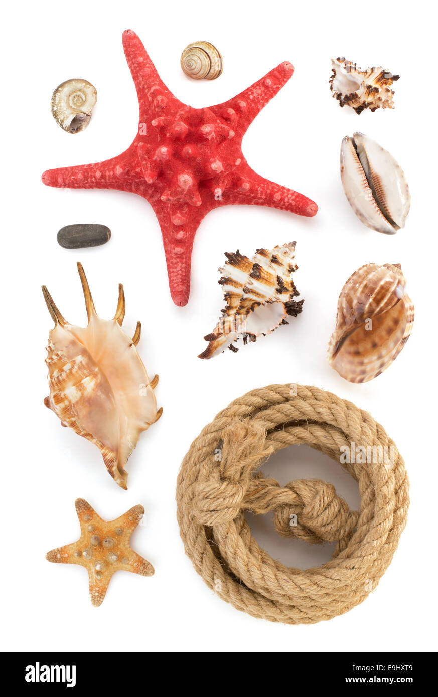 seashell and sea concept isolated on white background Stock Photo - Alamy