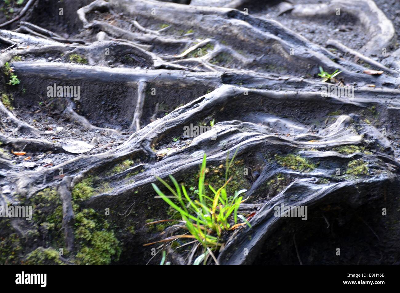 Tree Roots at Hawaii Volcanoes National Park Stock Photo - Alamy