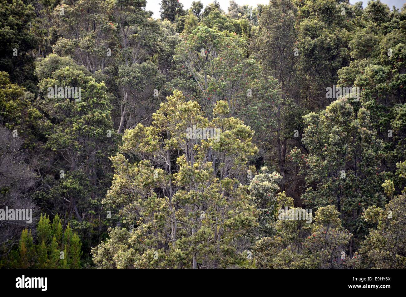 Trees at Hawaii Volcanoes National Park Stock Photo - Alamy
