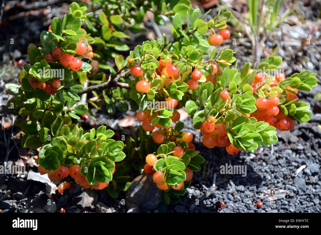 Berries at Hawaii Volcanoes National Park Stock Photo - Alamy