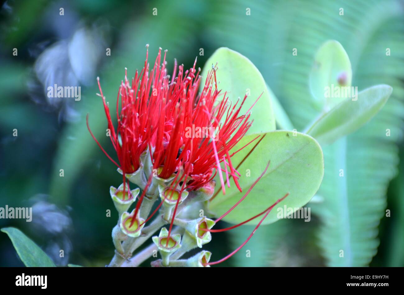 Hawaii flower, Hawaii Volcanoes National Park Stock Photo - Alamy