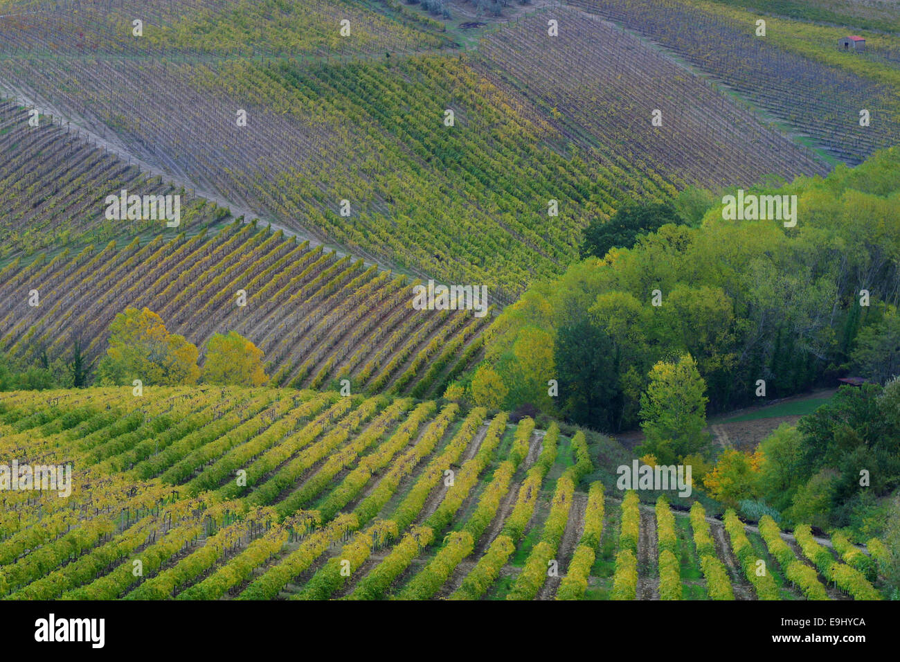 Tuscany italian italy rows trees hi-res stock photography and images ...
