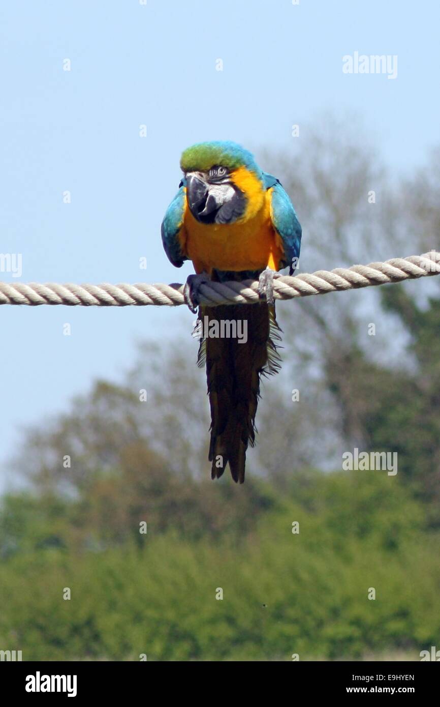 Eclectus parrot solomon islands hi-res stock photography and images - Alamy
