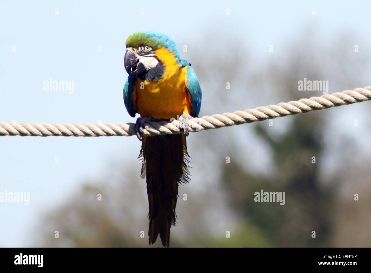 Eclectus parrot solomon islands hi-res stock photography and images - Alamy