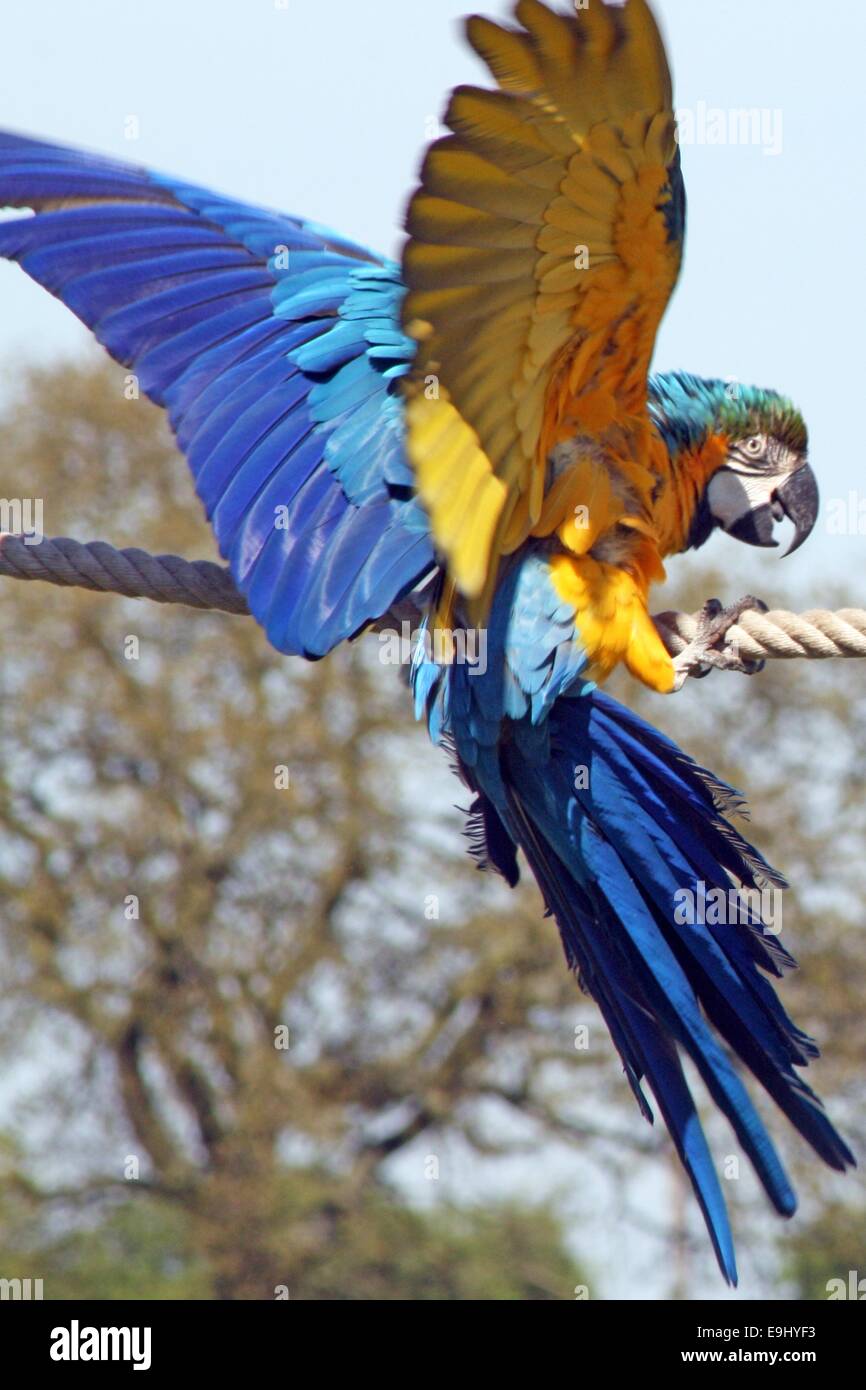 Eclectus parrot solomon islands hi-res stock photography and images - Alamy