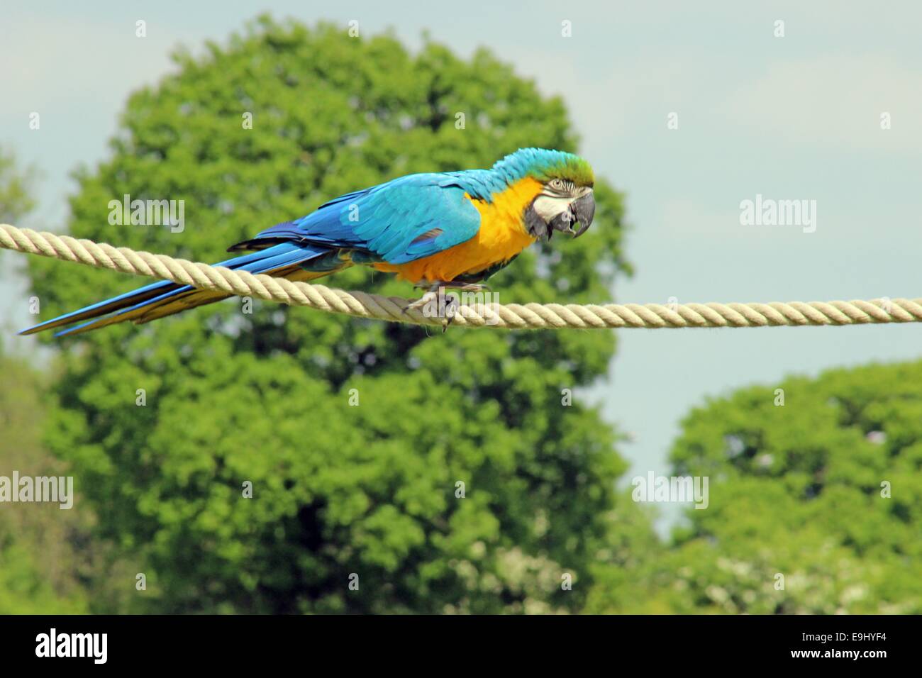 Eclectus parrot solomon islands hi-res stock photography and images - Alamy