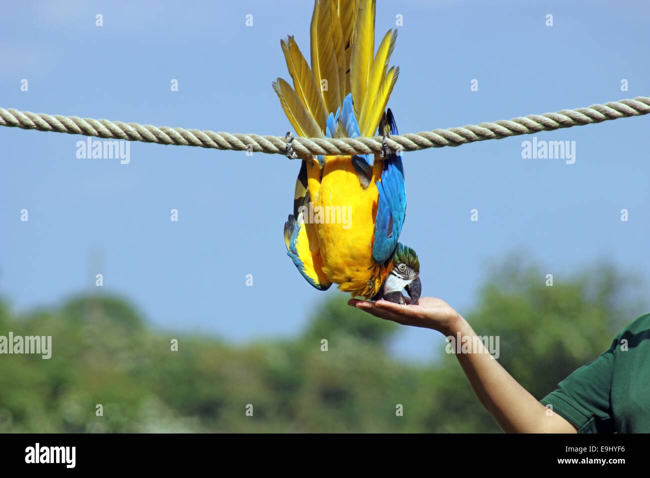 Eclectus parrot solomon islands hi-res stock photography and images - Alamy