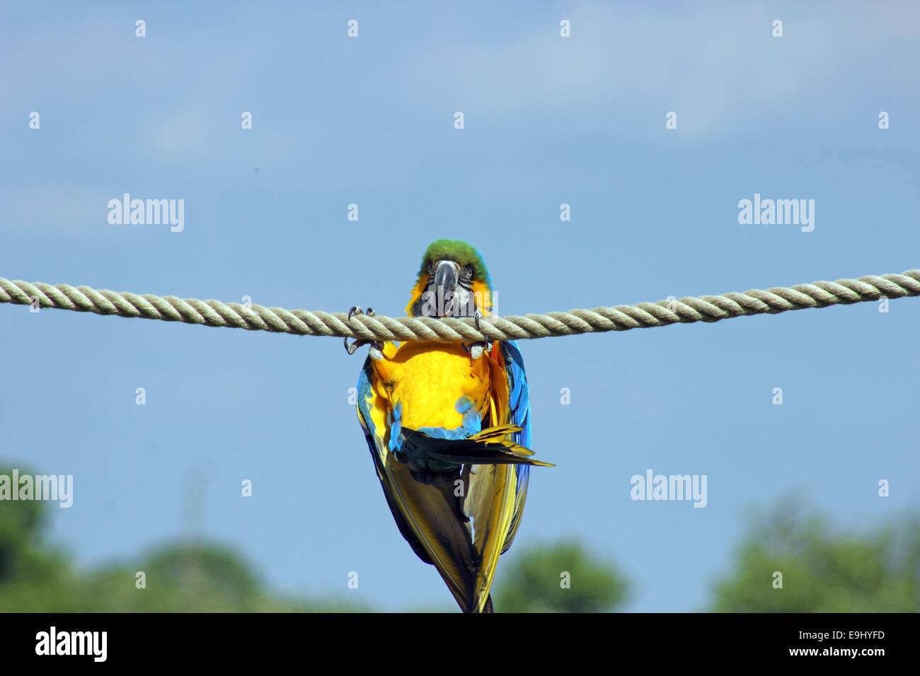 Eclectus parrot solomon islands hi-res stock photography and images - Alamy
