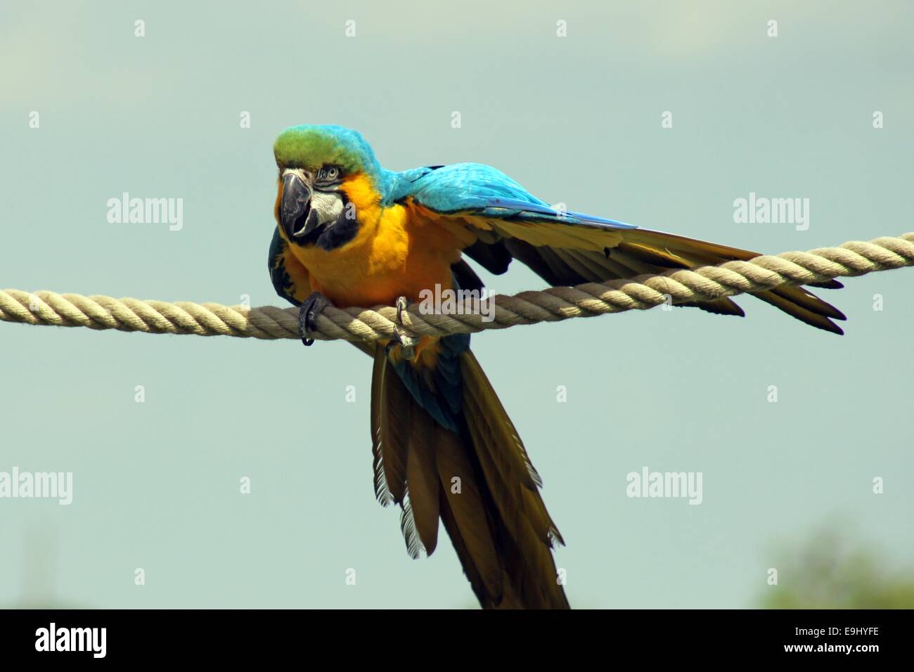 Eclectus parrot solomon islands hi-res stock photography and images - Alamy