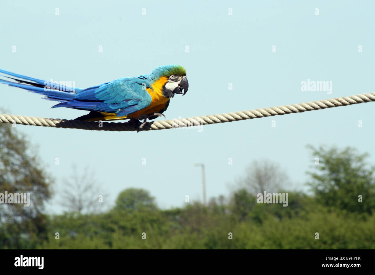 Eclectus parrot solomon islands hi-res stock photography and images - Alamy