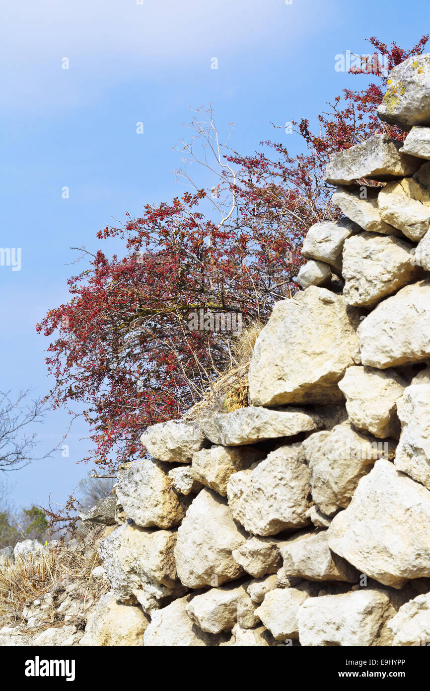 Hawthorn tree ancient tree hi-res stock photography and images - Alamy