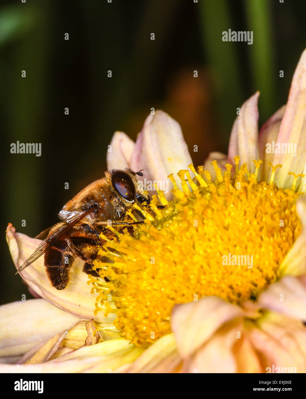 Bee pollinating chrysanthemums Stock Photo - Alamy