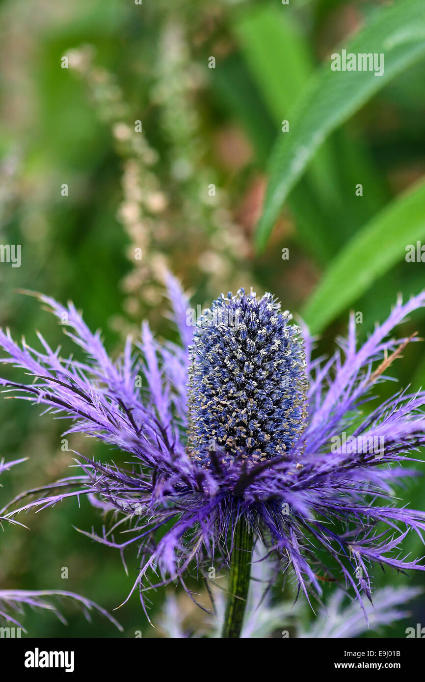 Sea Holly flower Stock Photo - Alamy