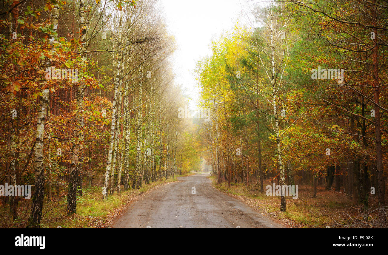 Pathway through a forest in autumn Stock Photo - Alamy