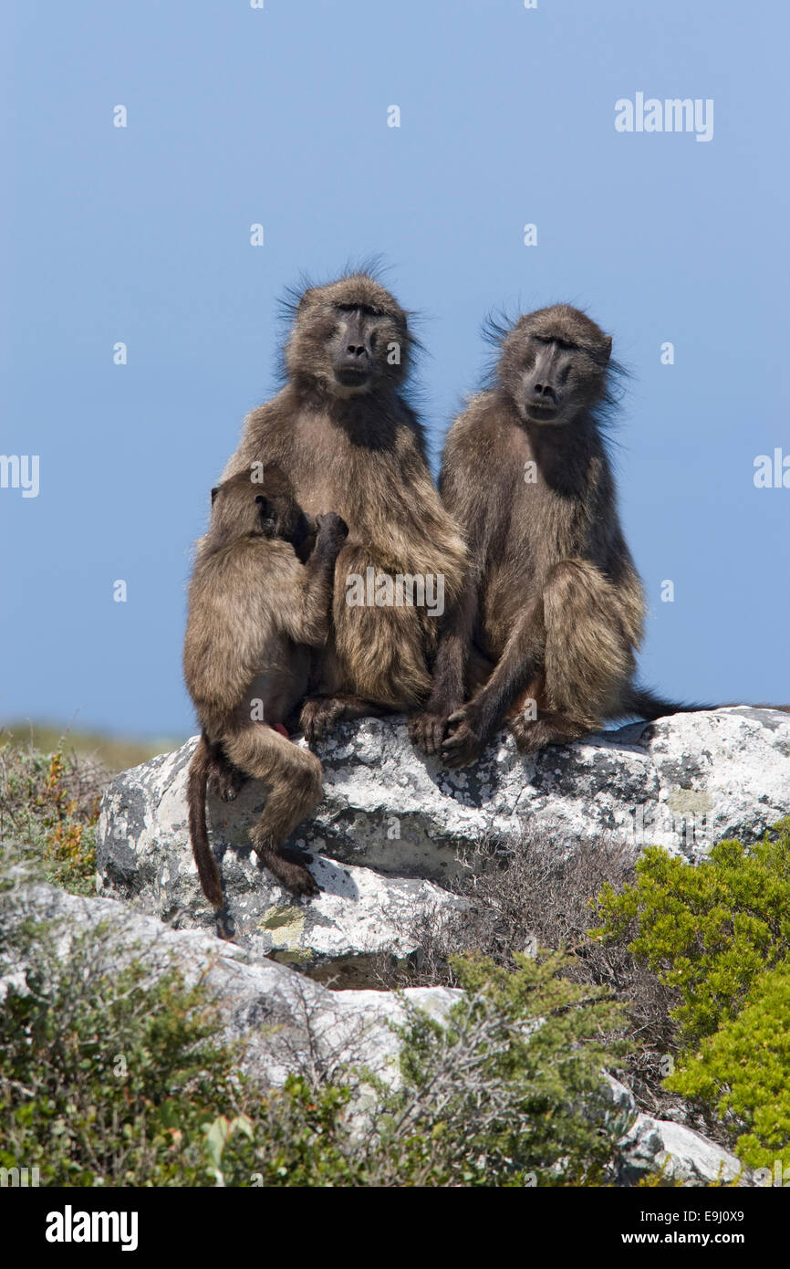 Chacma baboons, Papio cynocephalus ursinus, at coast, Table Mountain ...