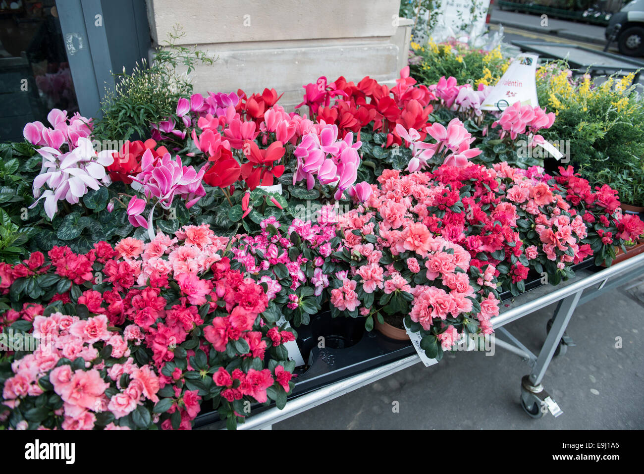 flowers on the streets of paris at a flower stall Stock Photo - Alamy