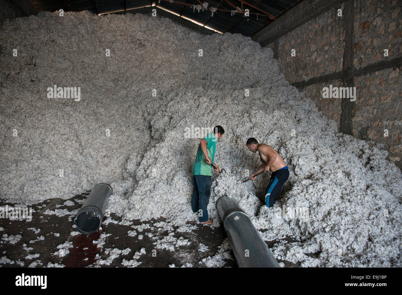 TURKEY, Adana, Pakmil ginning factory, processing of harvested ...