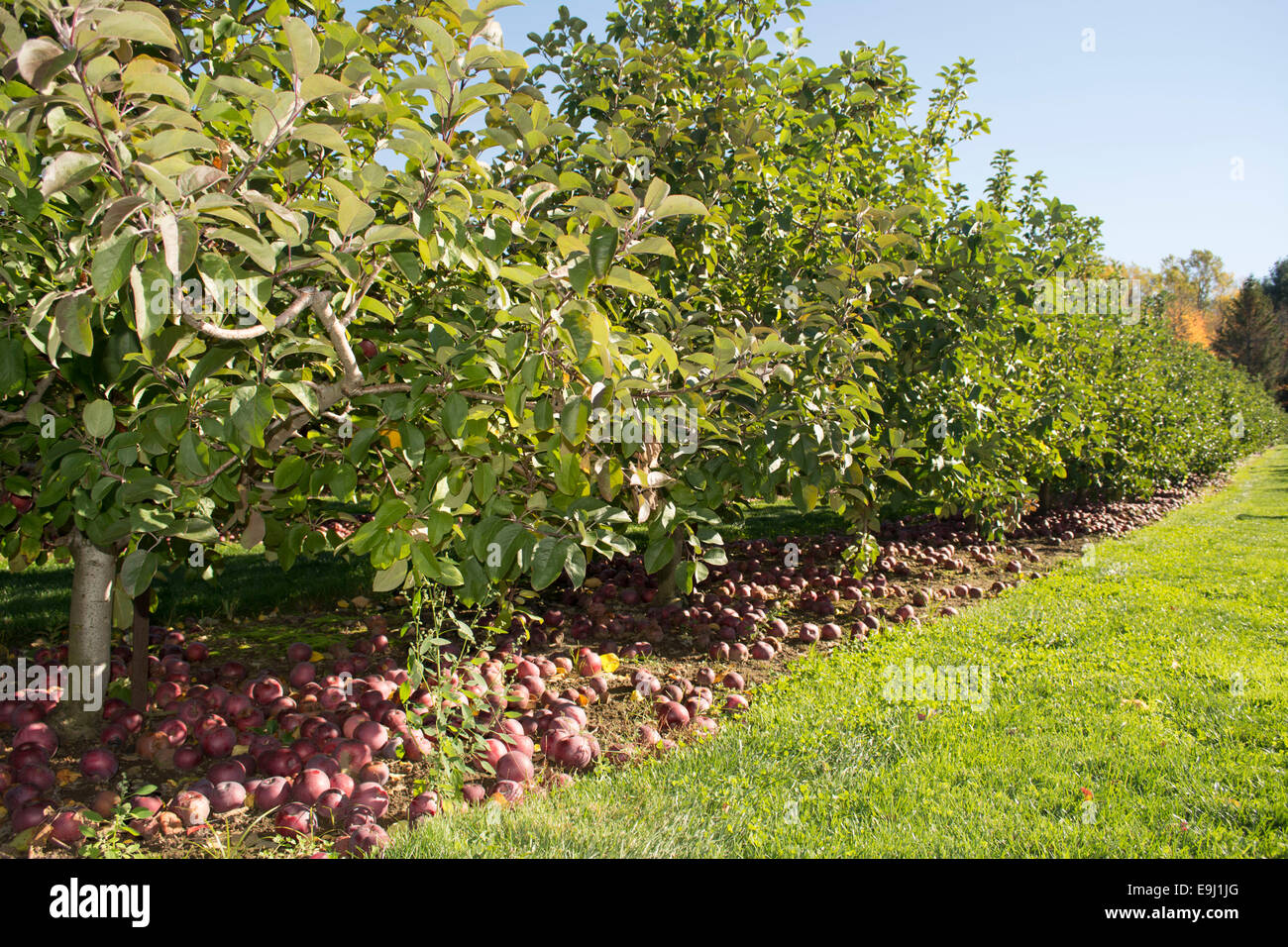 Apple tree farm Stock Photo - Alamy