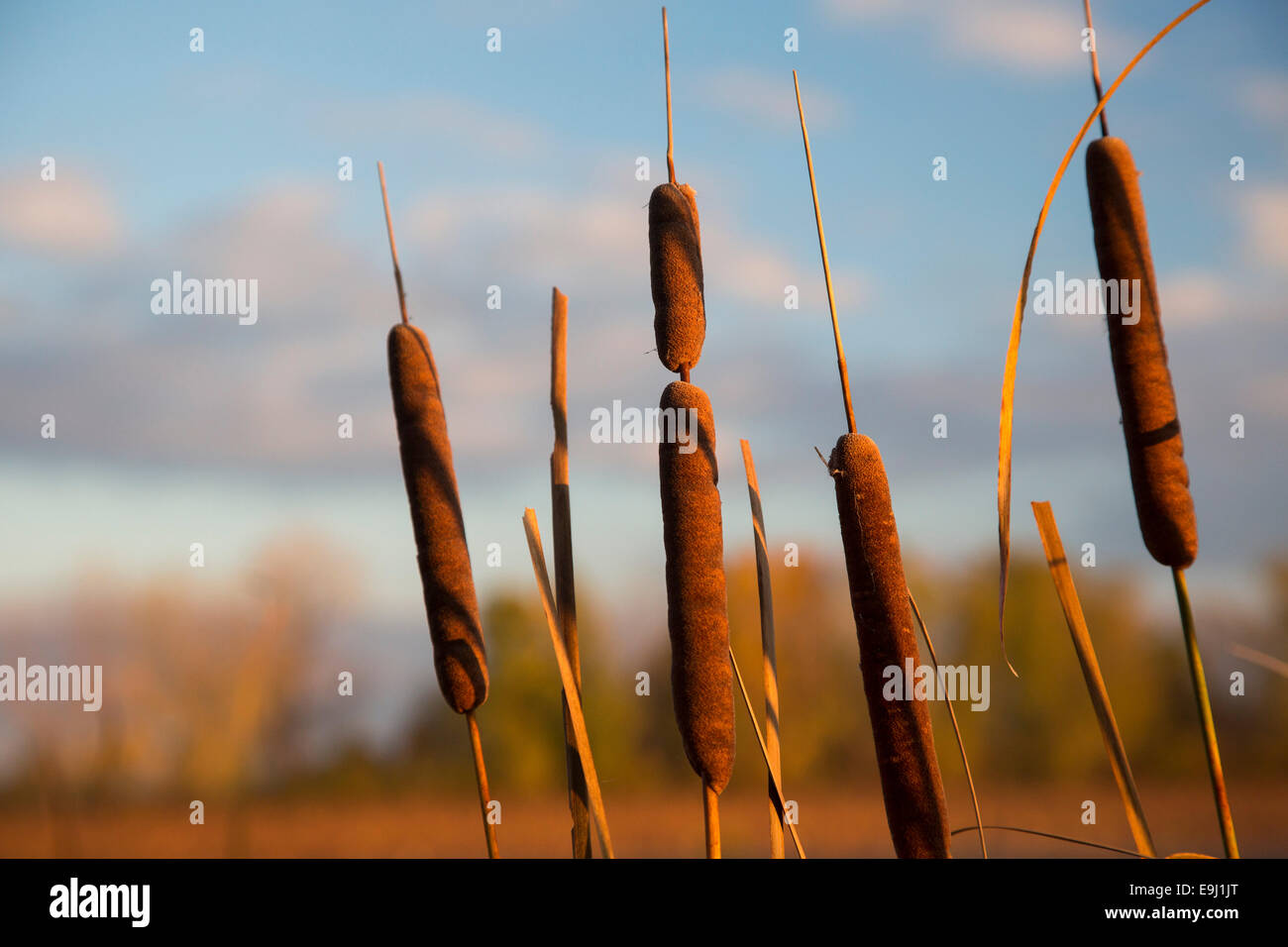 Fall cattail bulrush cattails hi-res stock photography and images - Alamy