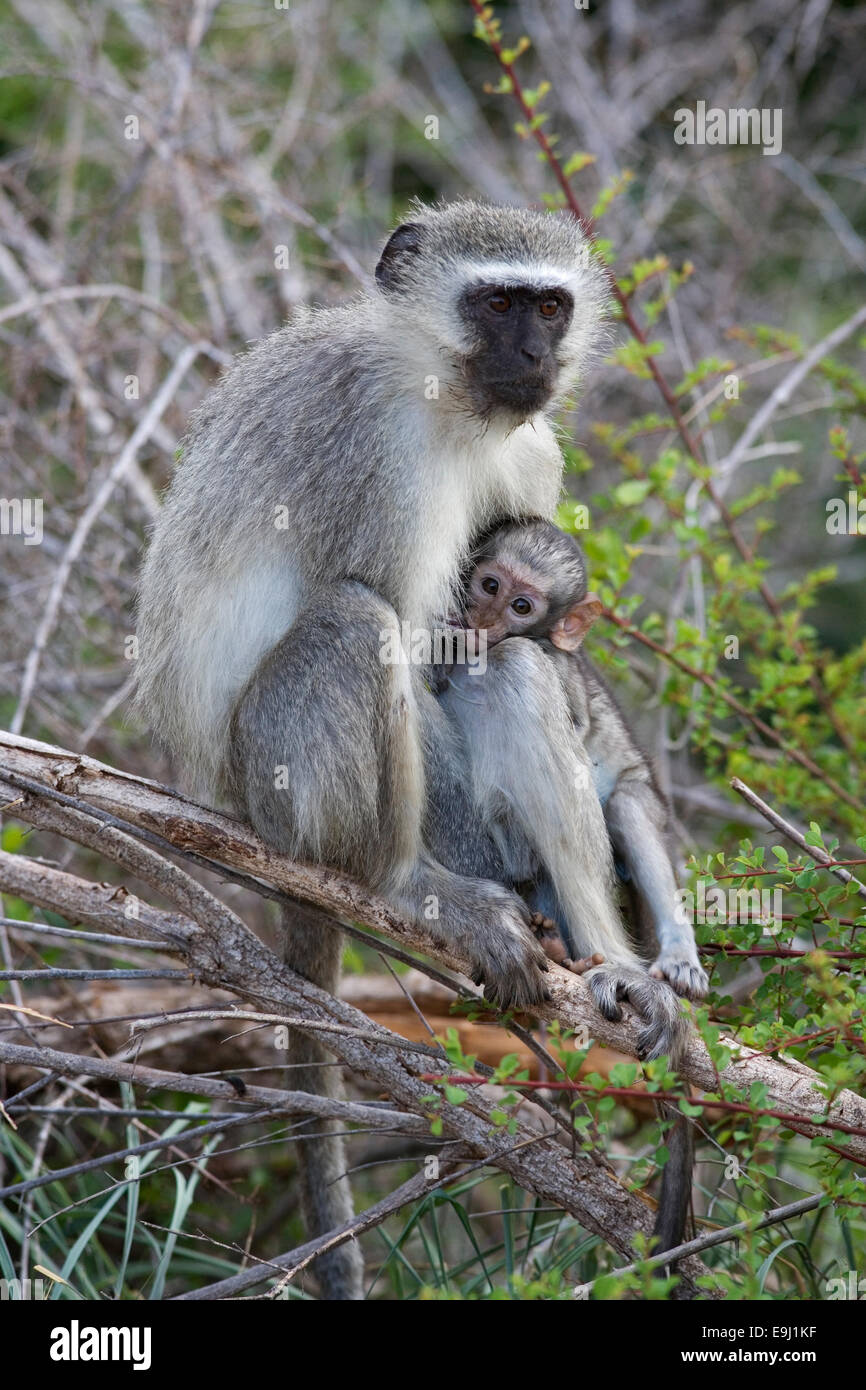 Vervet monkey, Cercopithecus aethiops, suckling baby, Kruger national ...
