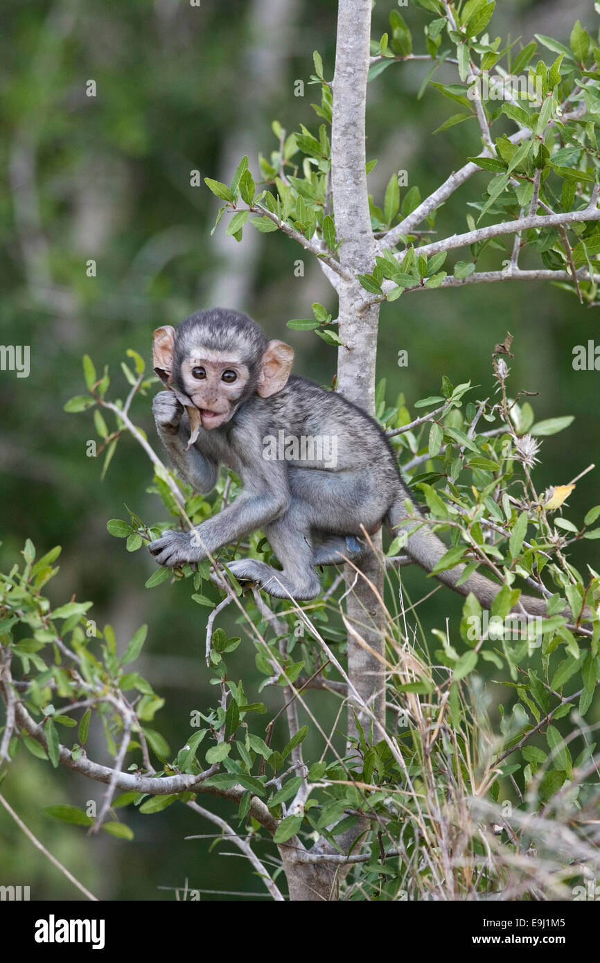Vervet monkey, Cercopithecus aethiops, baby, Kruger national park ...