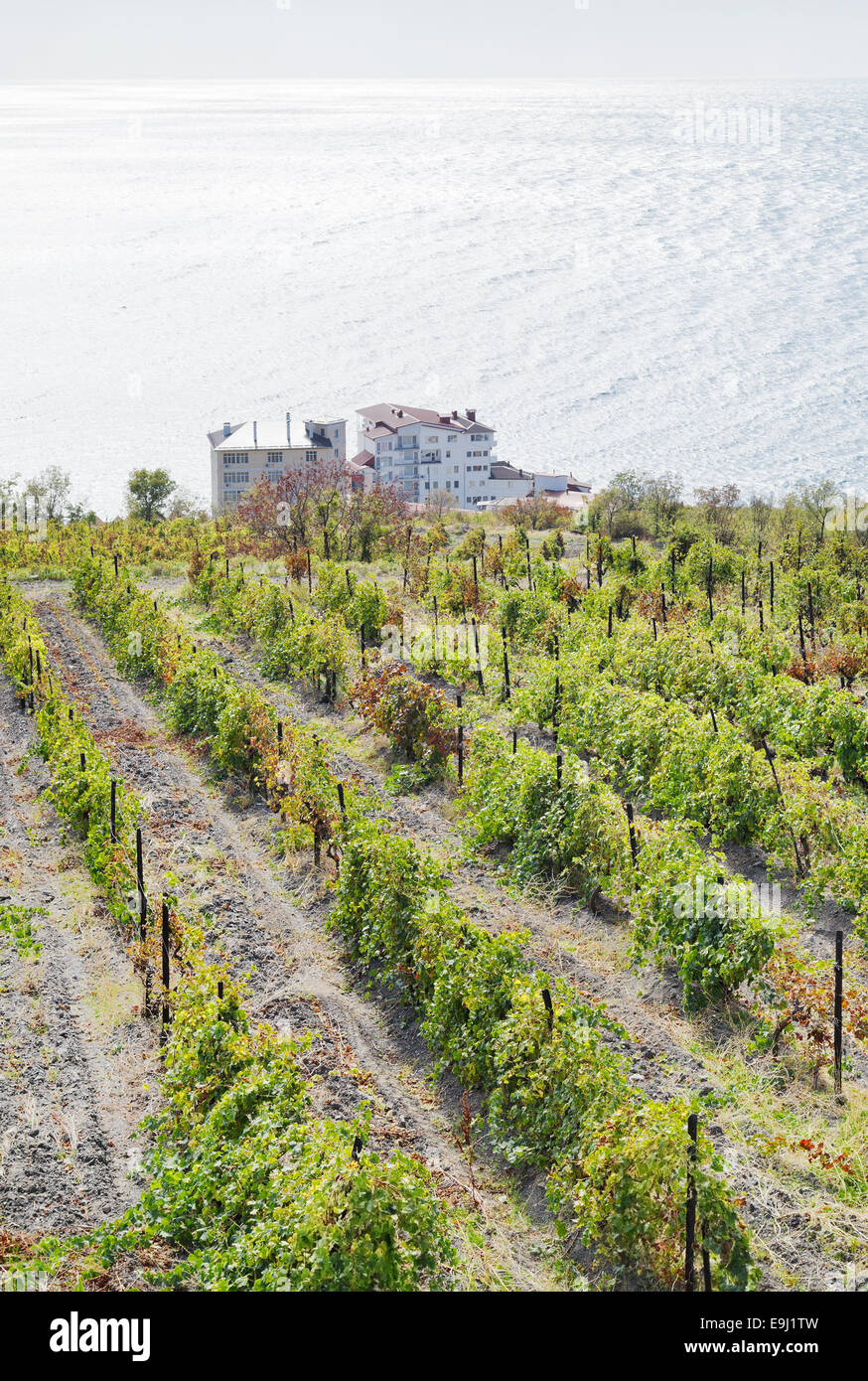 view of vineyard in Massandra region and Black Sea, Crimea Stock Photo ...