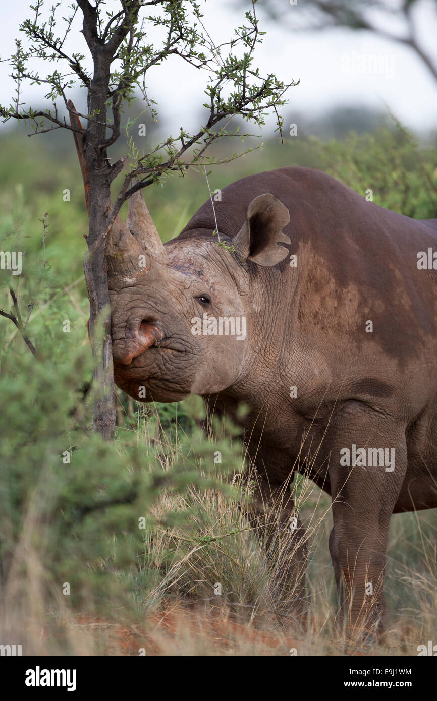 Black rhino cow, Diceros bicornis, rubbing head, Tswalu Kalahari ...
