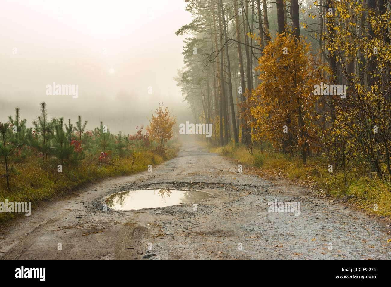 Morning in a moist forest Stock Photo - Alamy