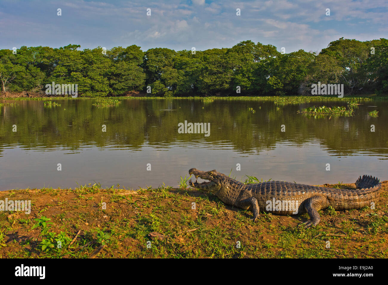 Yacare Caiman (Caiman yacare) basking on a river bank in Pantanal Stock ...