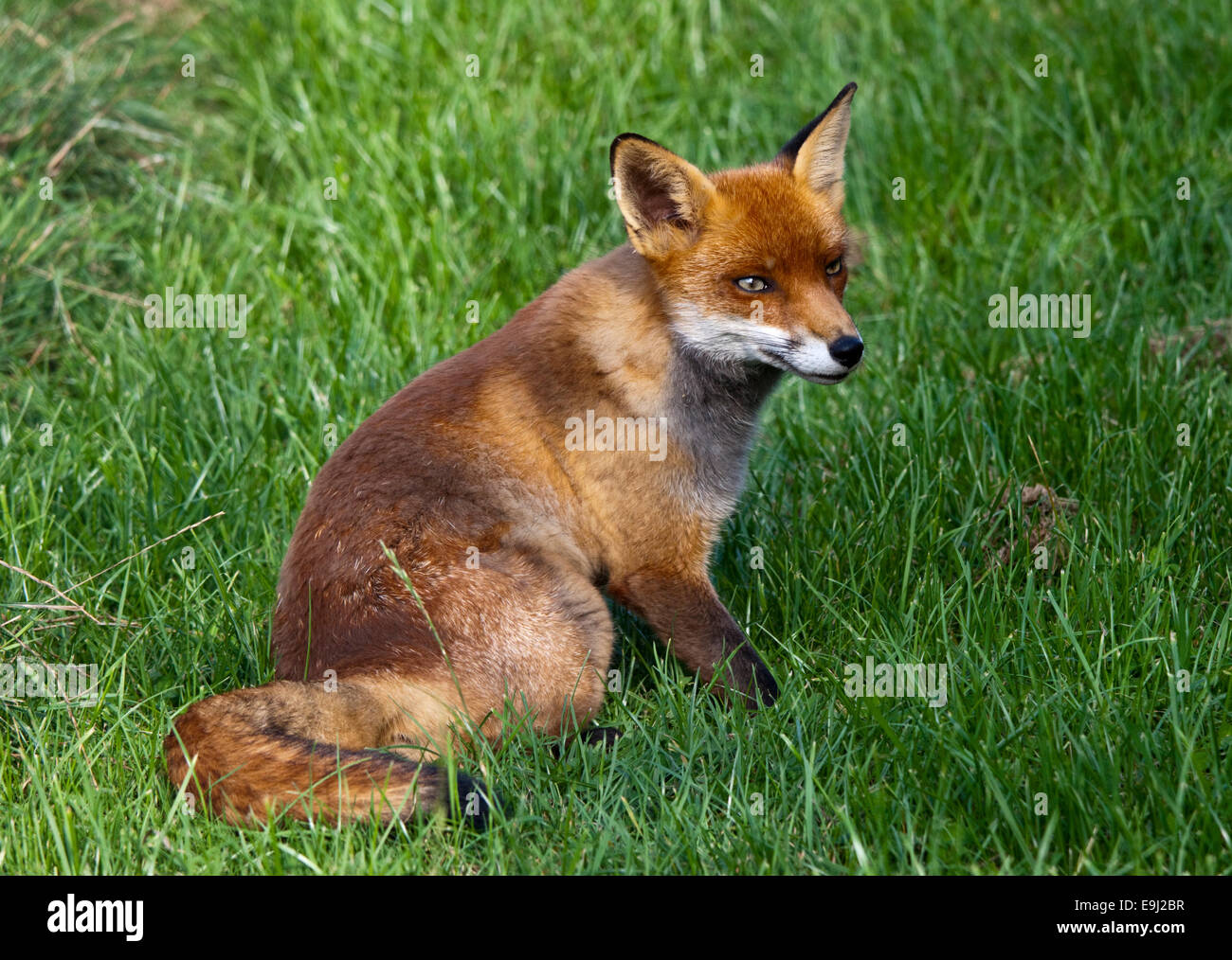 European Red Fox (vulpes vulpes Stock Photo - Alamy