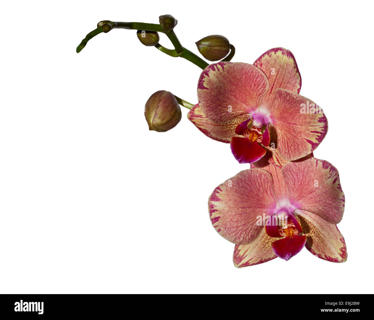 Moth orchid flowers phalaenopsis Cut Out Stock Images & Pictures - Alamy