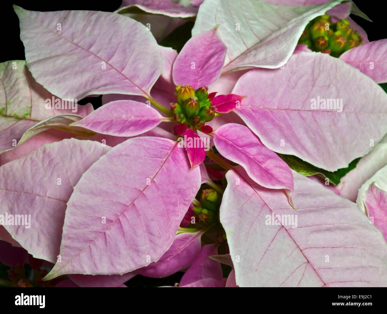 Pink Poinsettia Plant known as Princettia Stock Photo - Alamy