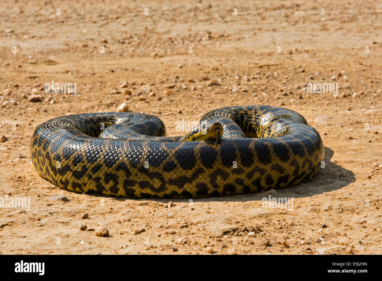 Yellow Anaconda (Eunectes notaeus) in Pantanal, Brazil Stock Photo - Alamy