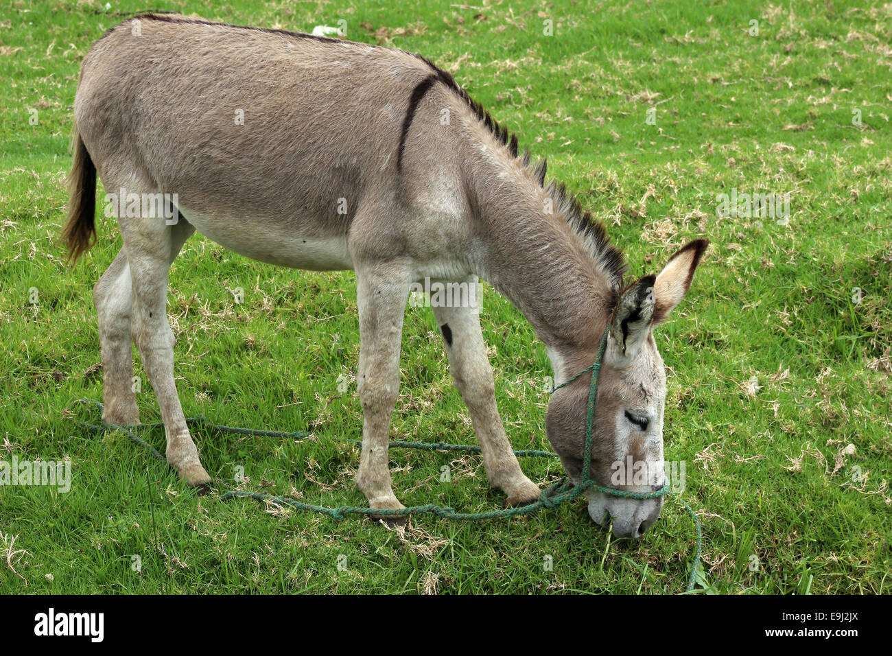 Jerusalem Donkey High Resolution Stock Photography and Images - Alamy