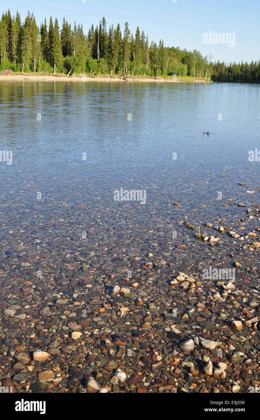 Coast Northern boreal river. River Polar Urals on a Sunny summer day ...