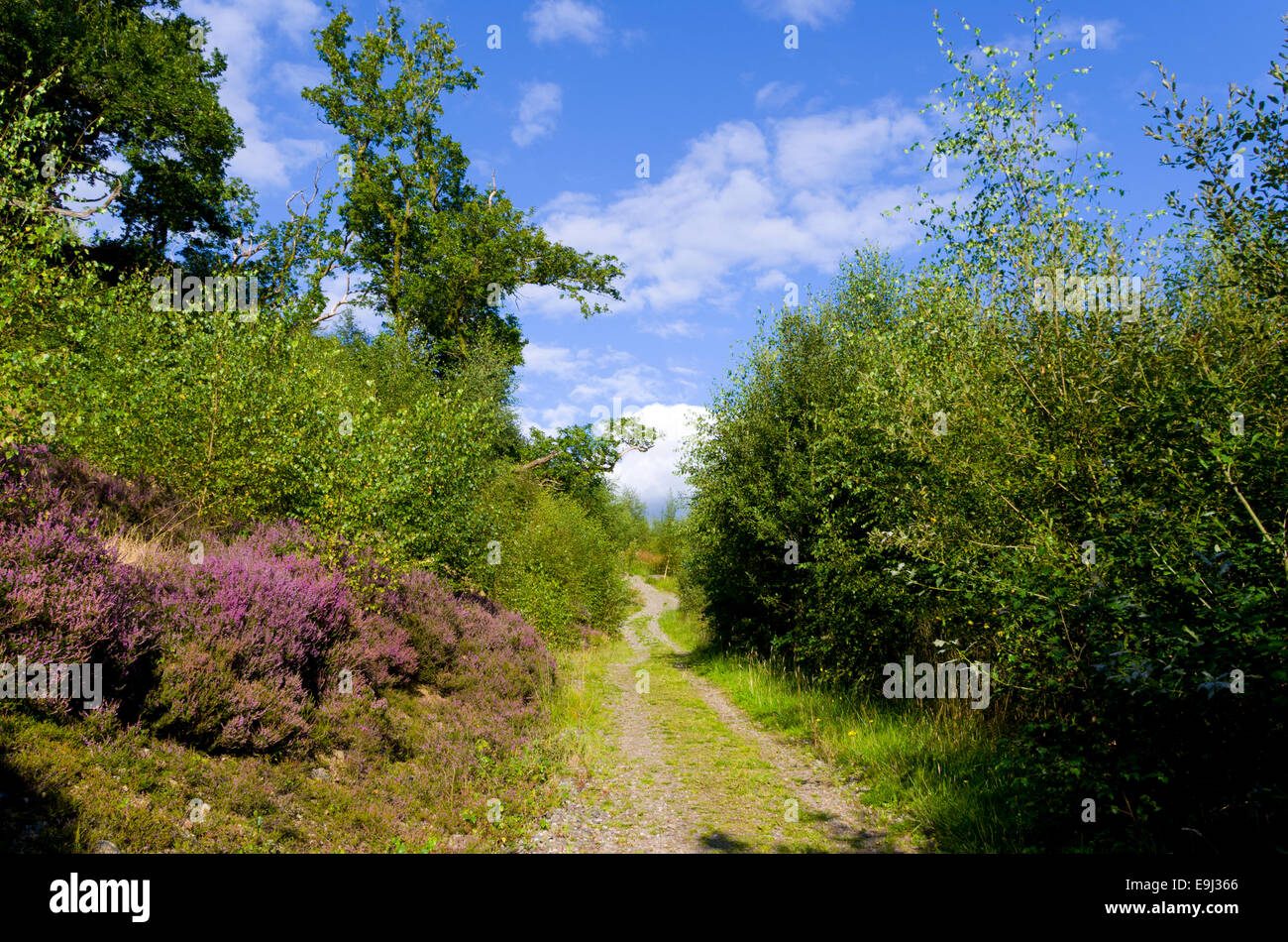 Lendrick Hill, Glen Finglas, Trossachs, Scotland, UK Stock Photo - Alamy