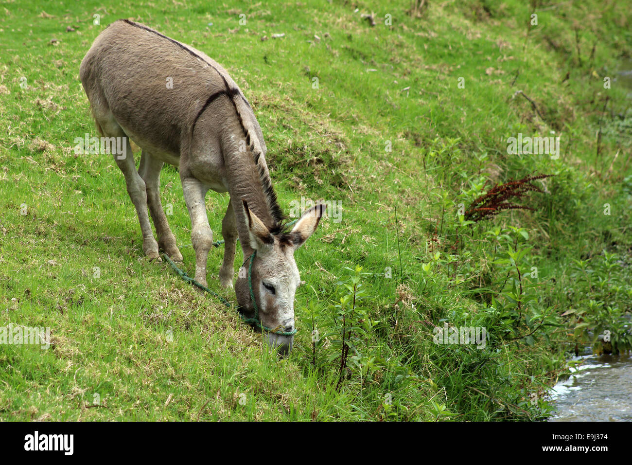 A Jerusalem Donkey standing in a farmers pasture in Cotacachi, Ecuador ...