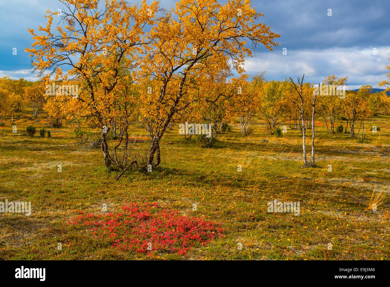 Colorful autumnal tree in northern Finland Stock Photo - Alamy