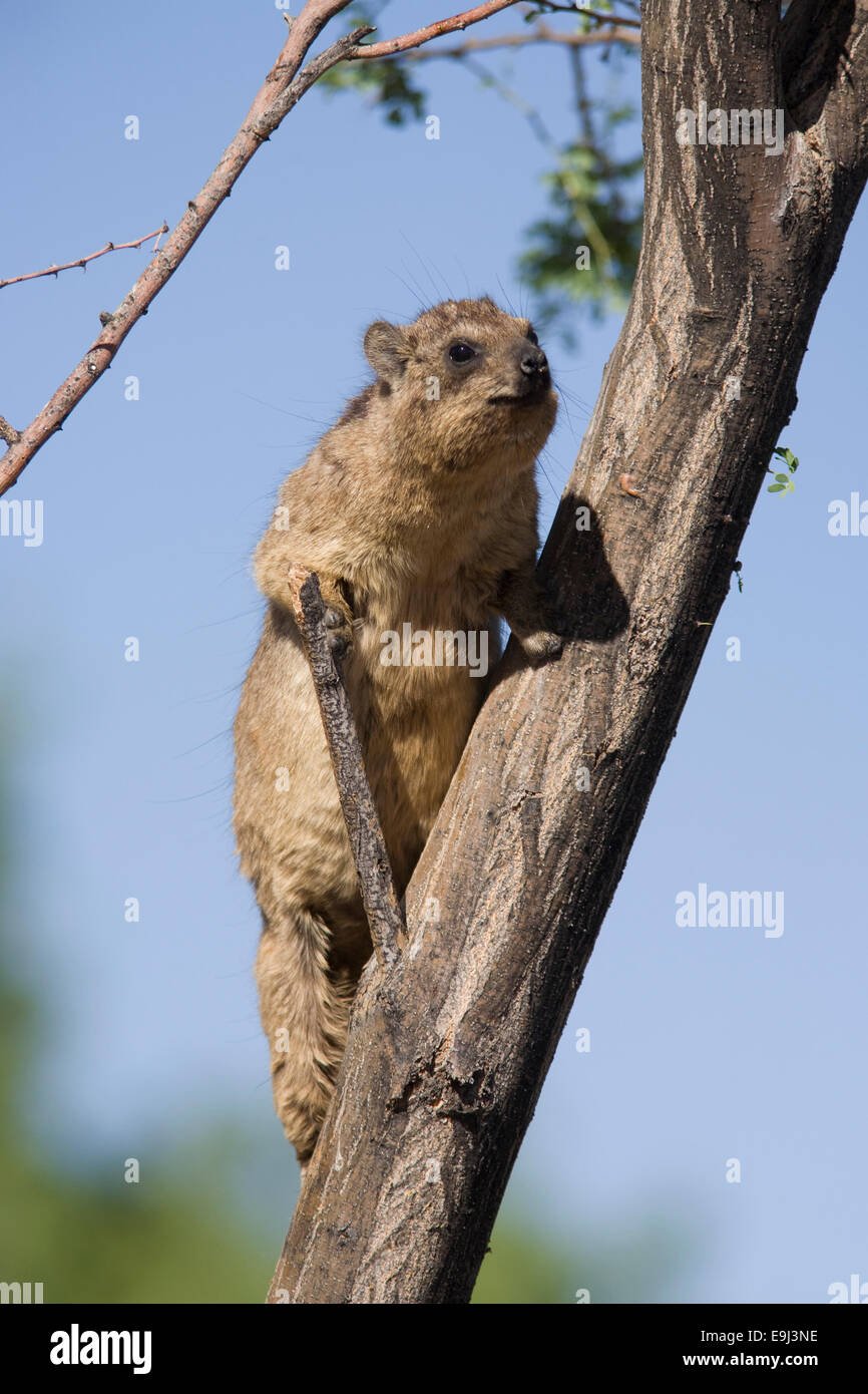 Rock hyrax, Procavia johnstonia, Dassie, young climbing tree, Augrabies ...