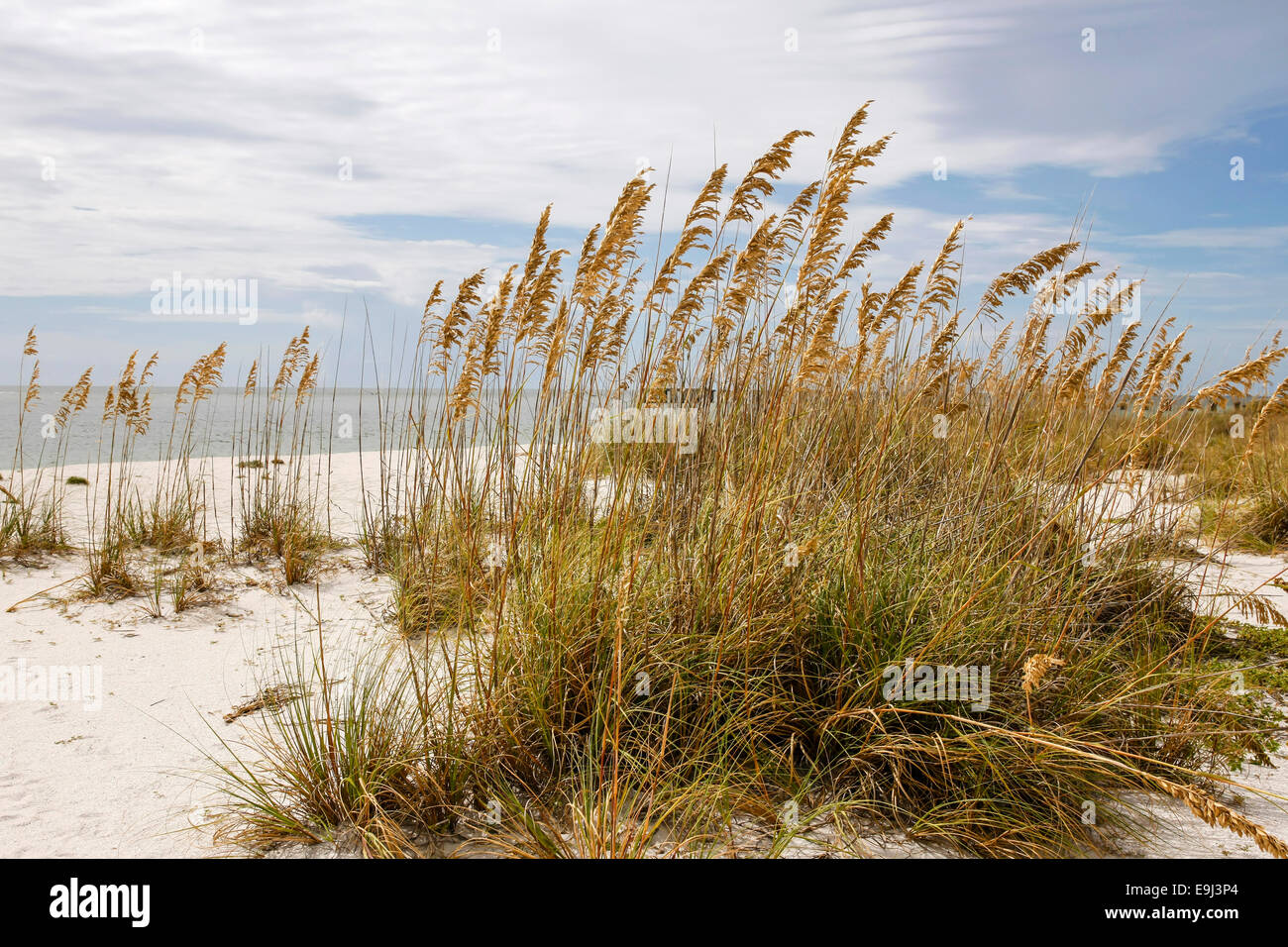 Reed grasses hi-res stock photography and images - Alamy