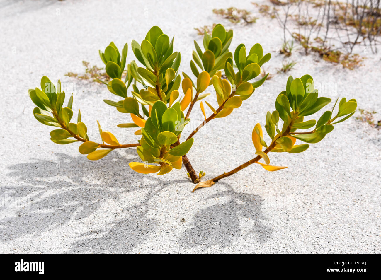 Inkberry hi-res stock photography and images - Alamy