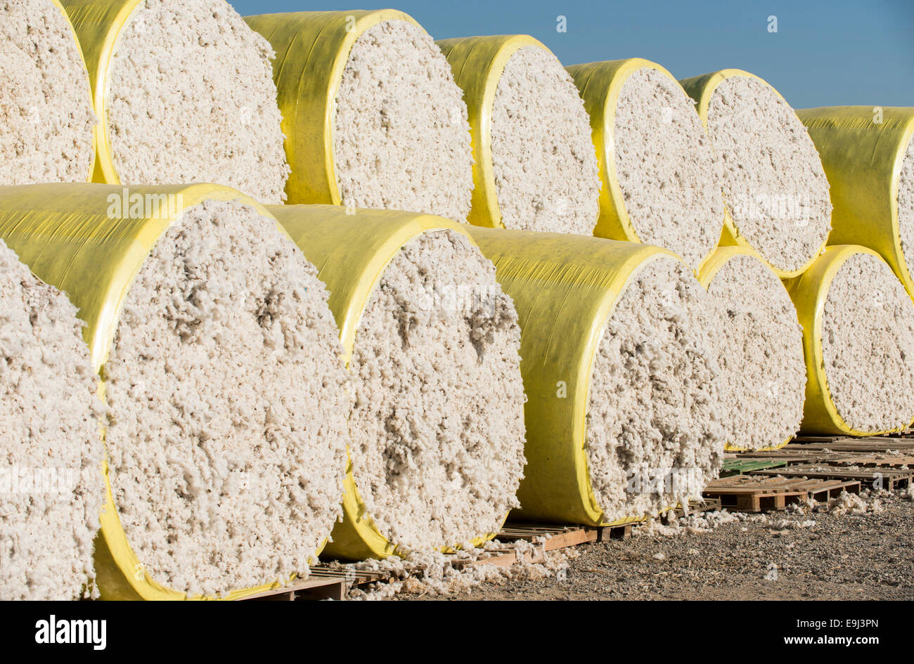 TURKEY, Kesik, near Menemen, Genel Pamuk ginning factory, harvested ...