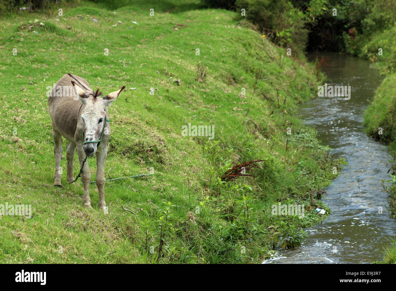 A Jerusalem Donkey standing in a farmers pasture in Cotacachi, Ecuador ...