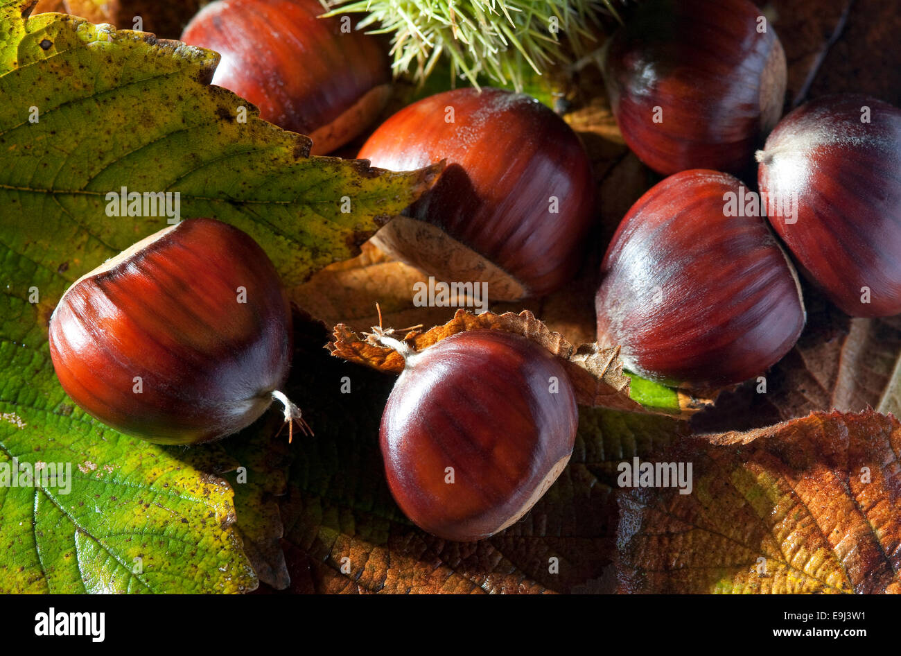 Woodland chestnuts hi-res stock photography and images - Alamy