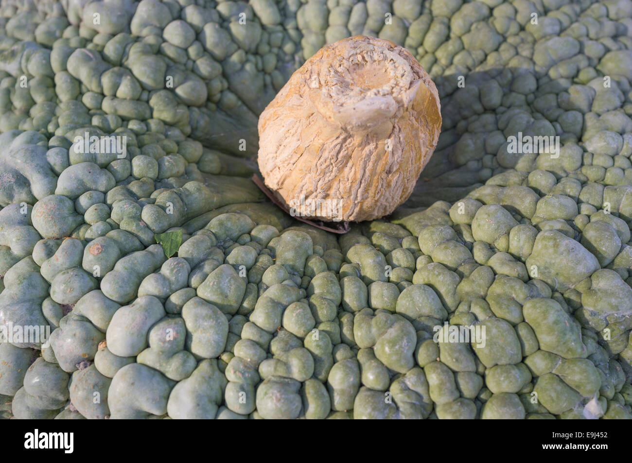 Full frame take of the rugged skin of a pumpkin Stock Photo - Alamy