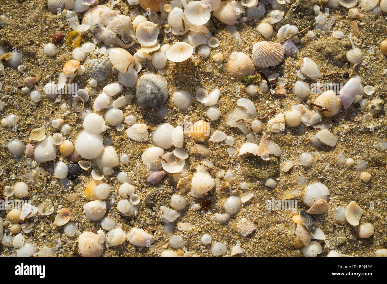 Many small shells resting on sunny beach sand Stock Photo - Alamy
