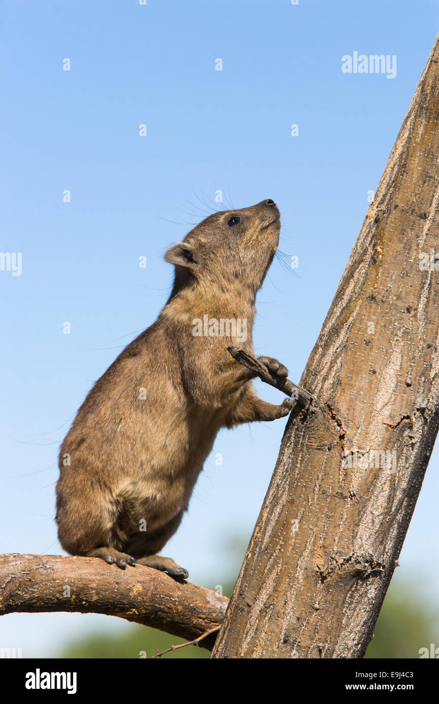 Rock hyrax, Procavia johnstonia, Dassie, young climbing tree, Augrabies ...