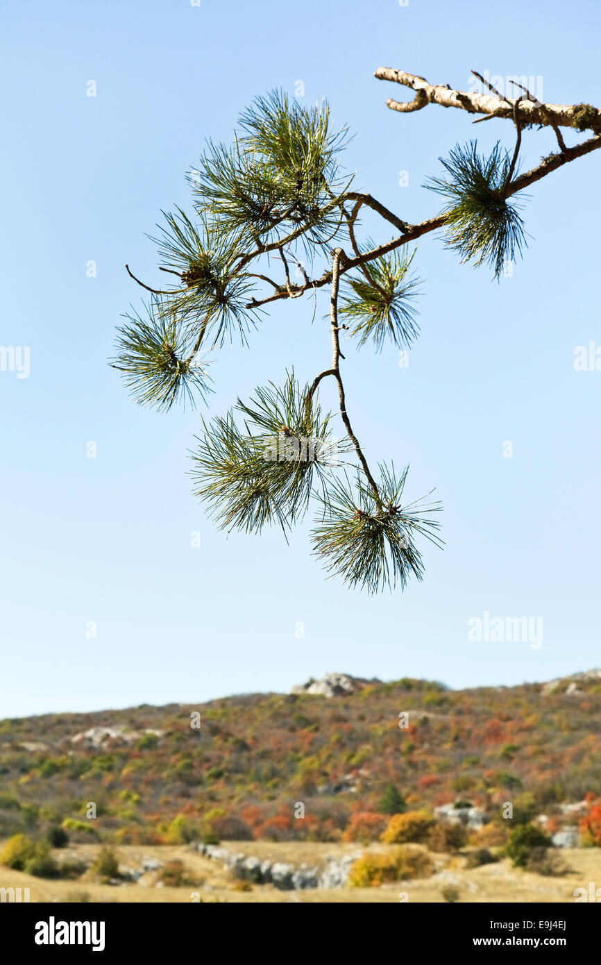 crimean pine on mountain plateau Ai-Petri in Crimea in sunny autiumn ...